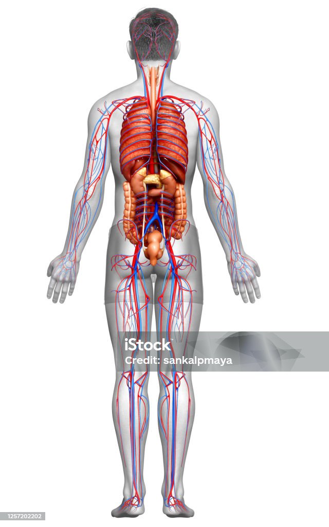 3d Rendered Medically Accurate Illustration Of Male Internal Organs And