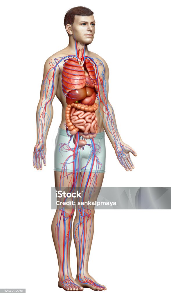 3d Rendered Medically Accurate Illustration Of Male Internal Organs And