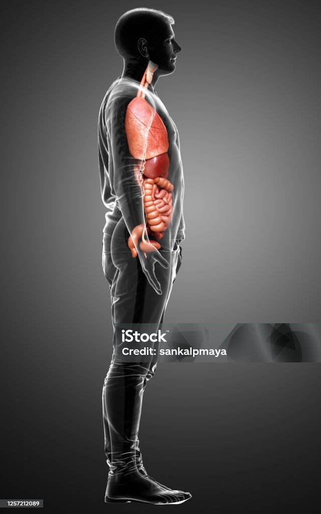 3d Rendered Medically Accurate Illustration Of Male Internal Organs