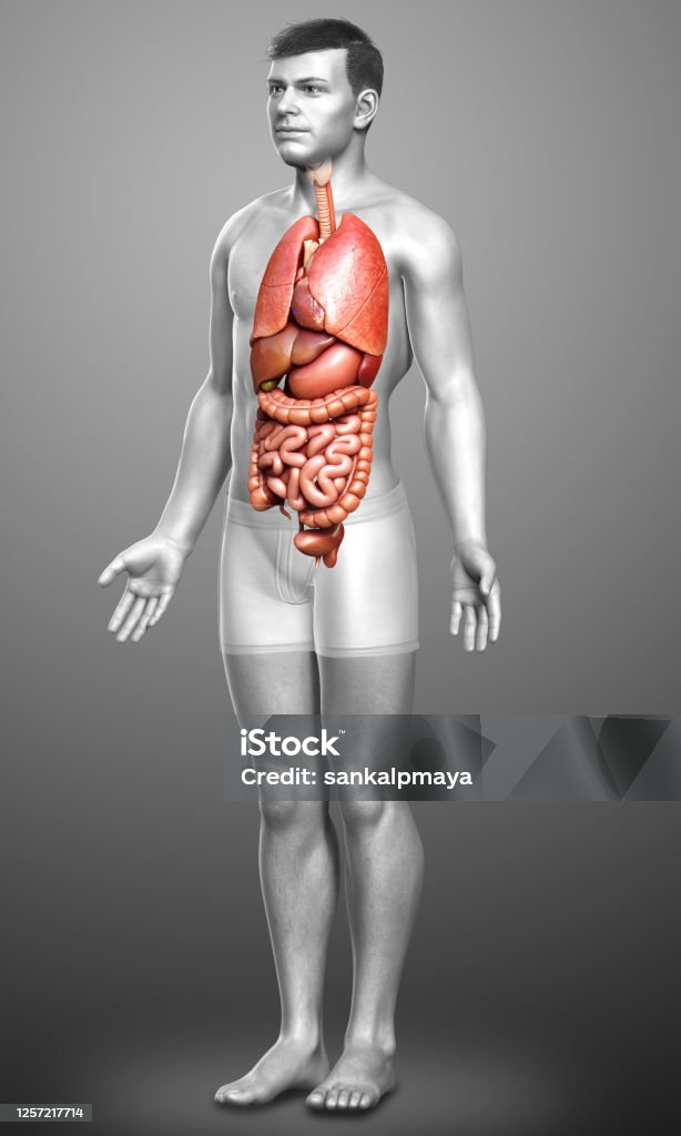 3d Rendered Medically Accurate Illustration Of Male Internal Organs