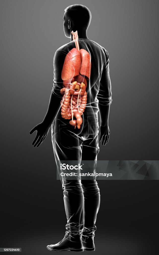 3d Rendered Medically Accurate Illustration Of Male Internal Organs
