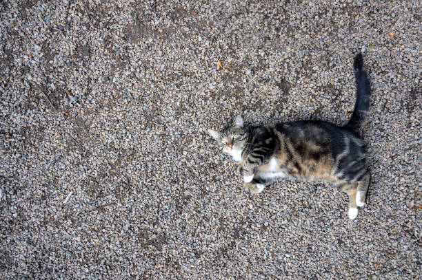 Free Stock Photo of Cat Lying Down on the Ground | Download Free Images ...