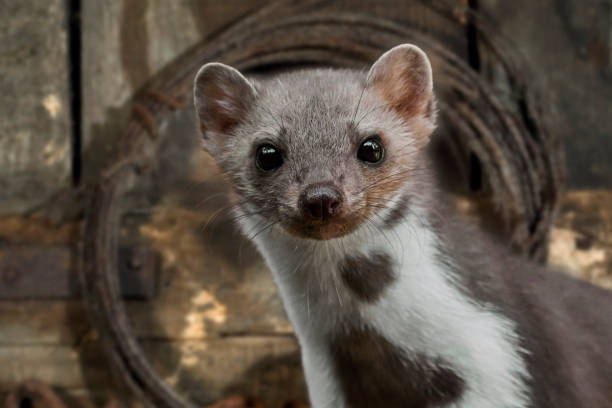 Marten Pictures | Download Free Images on Unsplash
