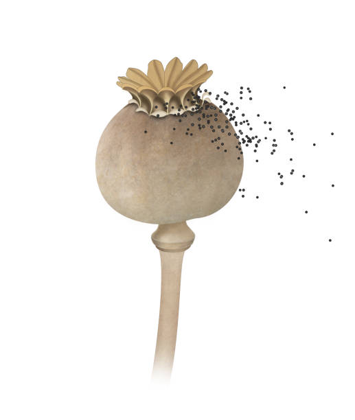 190 Seed Dispersal Stock Illustrations Royalty Free Vector Graphics