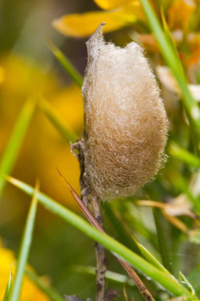 Free Stock Photo of Gypsy Moth Cocoon | Download Free Images and Free ...
