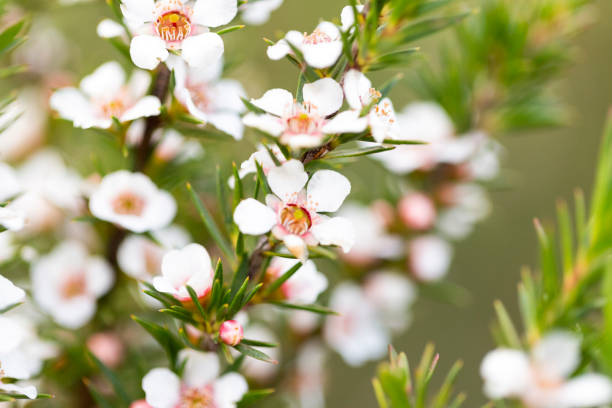 30,000+ Tea Tree Pictures | Download Free Images on Unsplash
