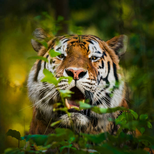 Tiger In Water Pictures | Download Free Images on Unsplash