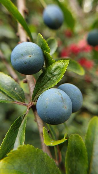 Wildberries Pictures | Download Free Images on Unsplash