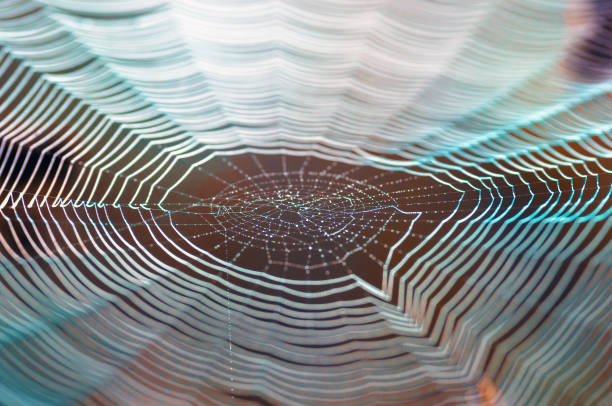 Spider Net Pictures | Download Free Images on Unsplash