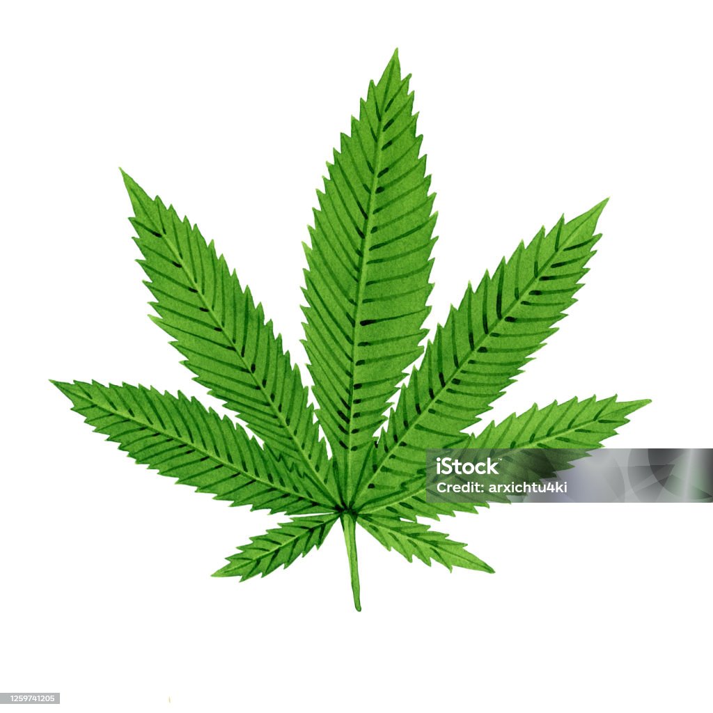 Konsep Daun Hijau Tanaman Obat Ganja Ilustrasi Lukisan Yang Digambar