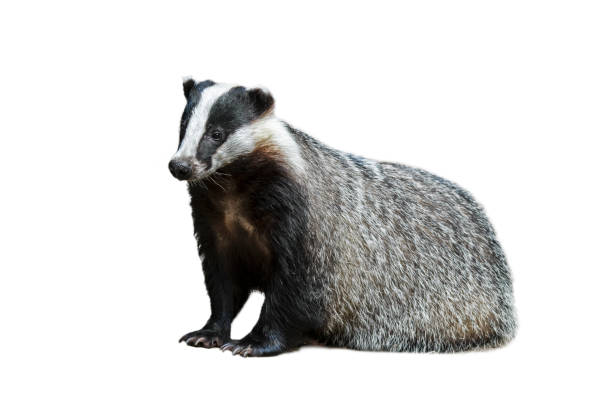 30k+ Badger Pictures | Download Free Images on Unsplash