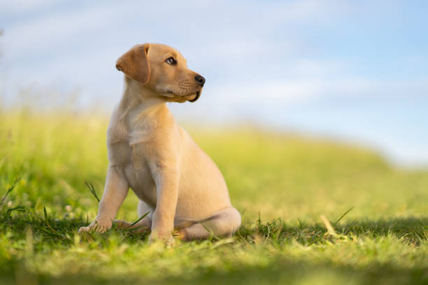 Free Stock Photo of Labrador Puppy Free Stock Photo | Download Free ...