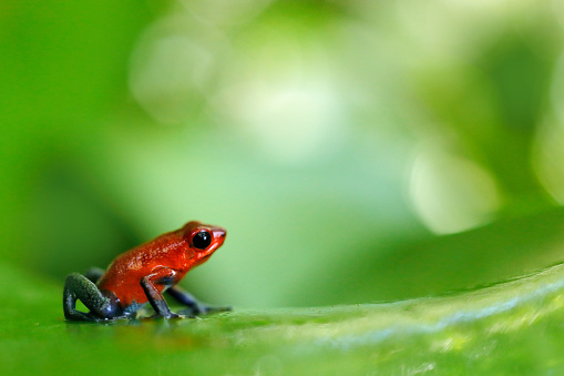 Katak Dart Racun Stroberi Merah Dendrobates Pumilio Di Habitat Alam