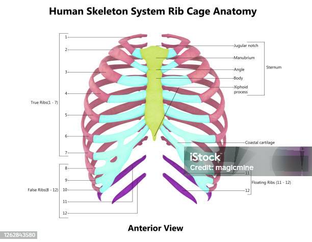 Human Skeleton System Rib Cage Described With Labels Anatomy Anterior