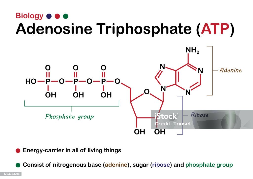 Biological Diagram Shows Structure Of Adenosine Triphosphate Stock