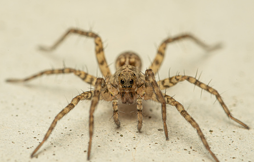Labalaba Serigala Foto Stok - Unduh Gambar Sekarang - Tarantula ... Labalaba Serigala Foto Stok - Unduh Gambar Sekarang - Tarantula ...