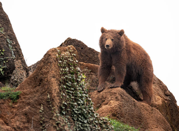 Free Stock Photo of Large Brown Bear Standing on Top of Rocky Hillside ...