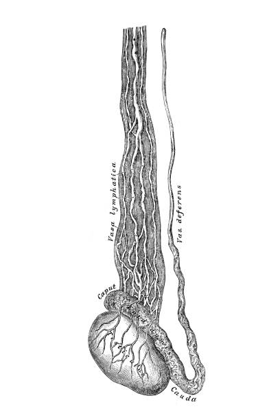 50 Anatomy Of The Testis Drawing Illustrations Royalty Free Vector