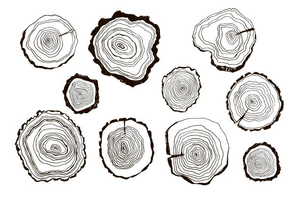 3 600 Souche Darbre Stock Illustrations Graphiques Vectoriels Libre