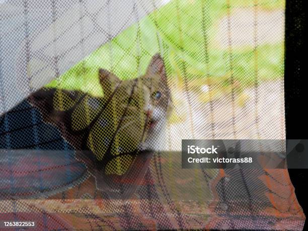 Gato Detrás De La Malla Anti Mosquito Foto de stock y más banco de ... Gato Detrás De La Malla Anti Mosquito Foto de stock y más banco de ...