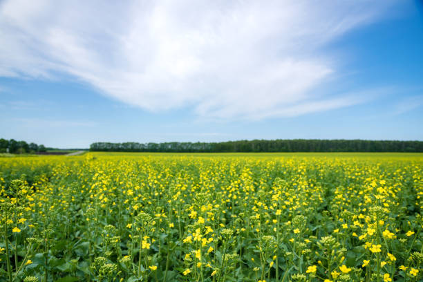 1K+ Mustard Field Pictures | Download Free Images on Unsplash