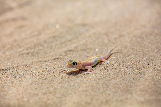 Free picture: lizard, reptile, sand, nature, beach, desert, wildlife,