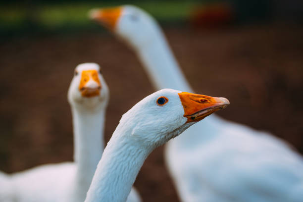 Free picture: aleutian, cackling, geese, sea, bluff