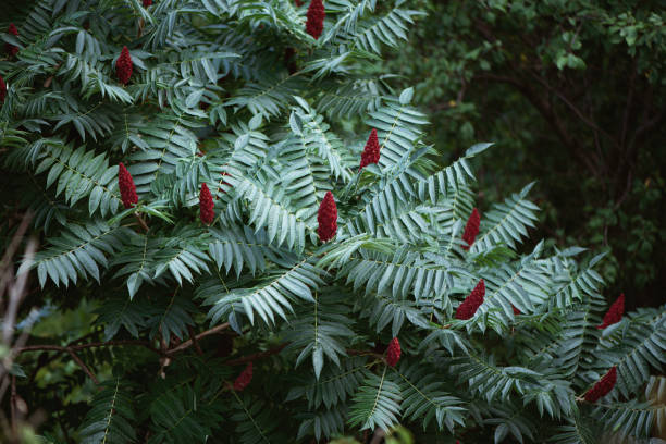 Sumac Pictures | Download Free Images on Unsplash