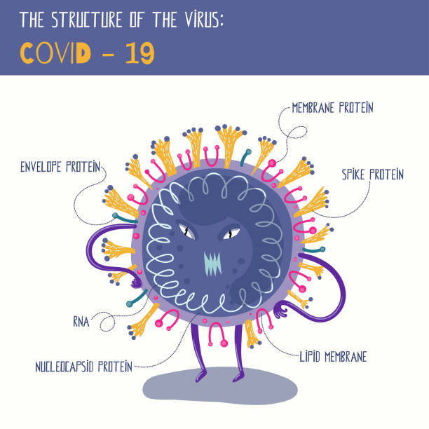 90 Rna Cartoons Illustrations Royalty Free Vector Graphics And Clip Art Istock