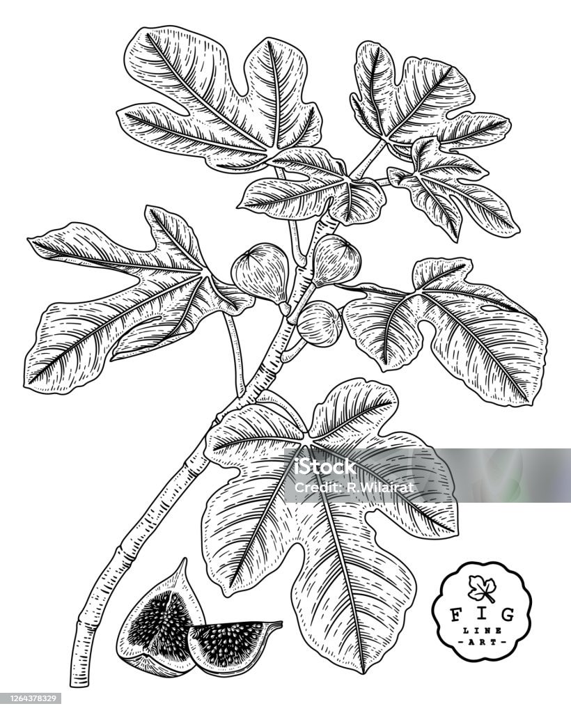 Vector Sketch Fruit Decorative Set Fig Hand Drawn Botanical