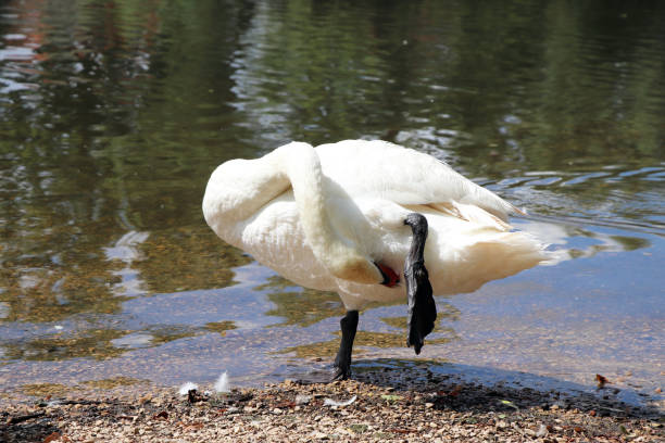 Free picture: details, head, nose, swan, wildlife, bird, nature, water ...