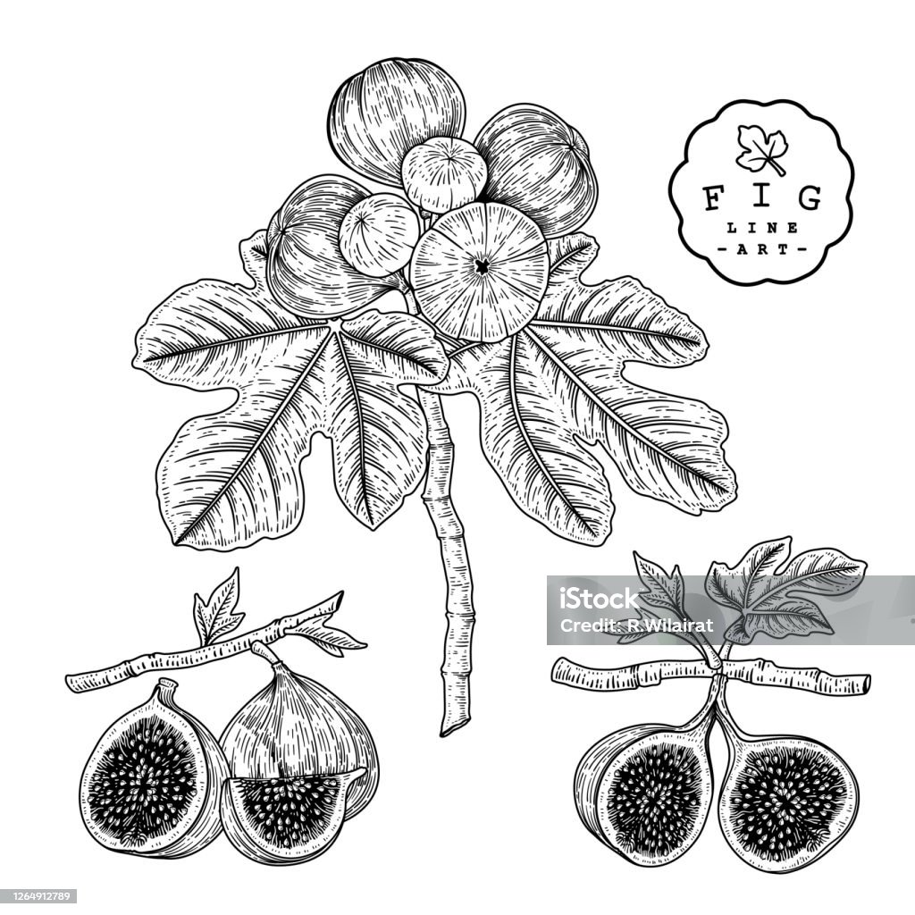 Vector Sketch Fruit Decorative Set Fig Hand Drawn Botanical