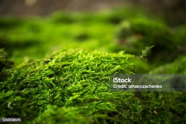 Lumut Di Hutan Dengan Fokus Selektif Wallpaper Latar Belakang
