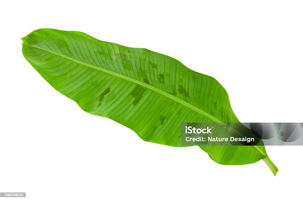 Daun Pisang Hijau Dengan Motif Unik Terisolasi Pada Latar Belakang