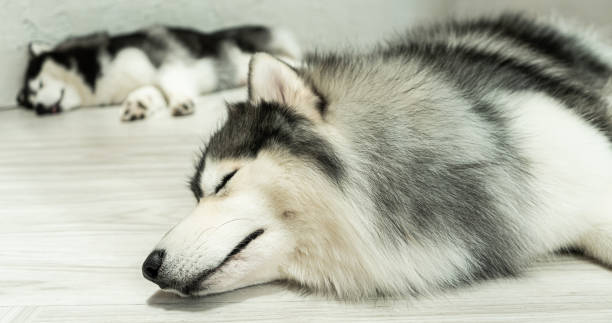 Free Stock Photo of Resting Siberian Husky on concrete floor | Download ...