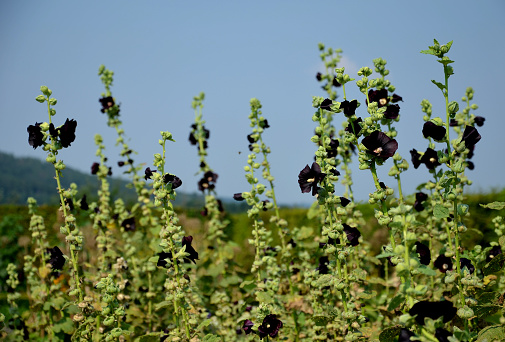 Alcea Rosea Blacknight Es Una Planta De Crecimiento Robusto Con ... Alcea Rosea Blacknight Es Una Planta De Crecimiento Robusto Con ...