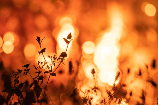 Burning Flower Pictures | Download Free Images on Unsplash