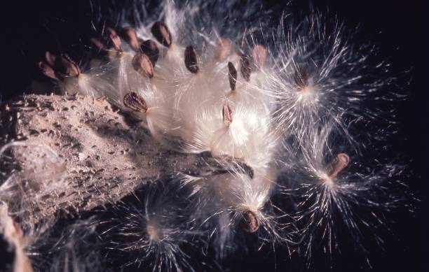 Free Stock Photo of Seeds bursting from milkweed pods | Download Free ...