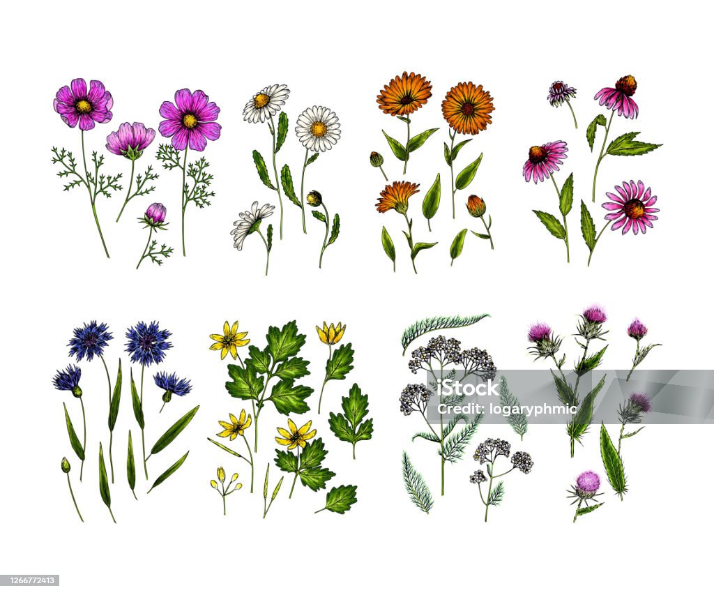 Tangan Ditarik Bunga Jerami Liar Herbal Medis Dan Tanaman Calendula