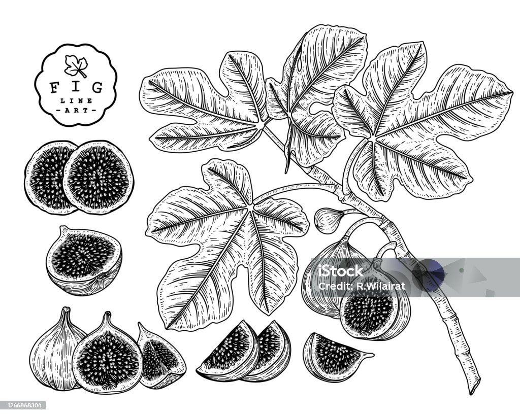 Vector Sketch Fruit Decorative Set Fig Hand Drawn Botanical
