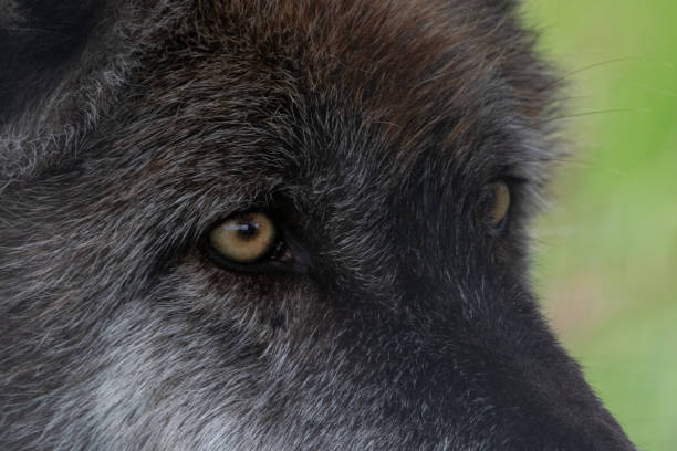 Free Stock Photo of Golden Wolf Head | Download Free Images and Free ...