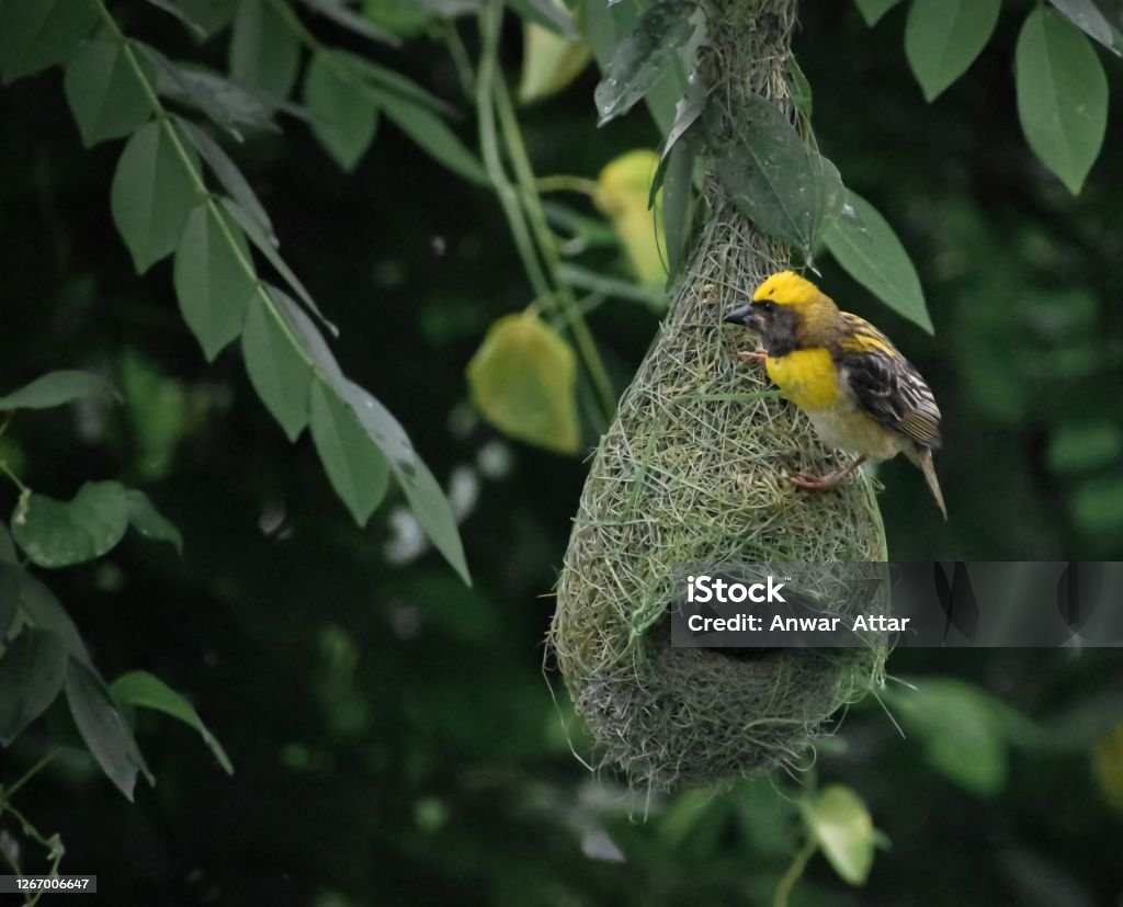 Burung Penenun Kuning Duduk Di Sarangnya Yang Dibuat Di Cabang Pohon ... Burung Penenun Kuning Duduk Di Sarangnya Yang Dibuat Di Cabang Pohon ...