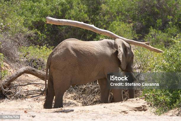 Gajah Gurun Liar Yang Sangat Langka Bermain Dengan Batang Pohon Di