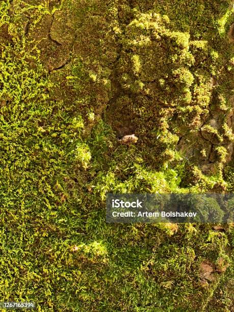 Lumut Hijau Yang Indah Di Pohon Pohon Dengan Lumut Lumut Closeup Foto