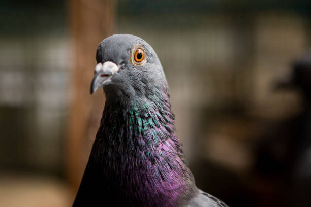 Free Stock Photo of Close-up of a pigeon s head and eye | Download Free ...