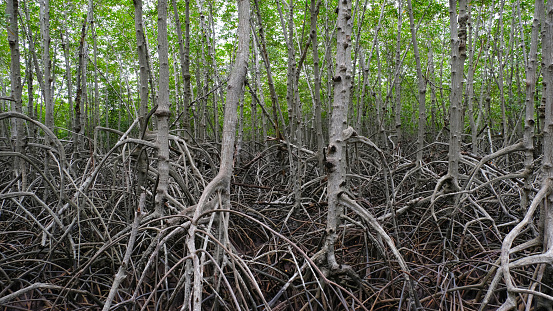 Pohon Mangrove Di Hutan Mangrove Di Pranburi Prachuap Khiri Khan