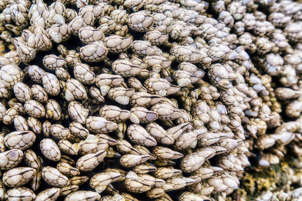 Free picture: gooseneck, barnacle
