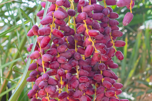 Tanggal Merah Segar Tergantung Di Pohon Tanggal Foto Stok - Unduh ... Tanggal Merah Segar Tergantung Di Pohon Tanggal Foto Stok - Unduh ...