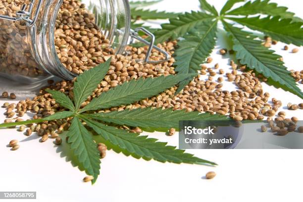 Konsep Produk Rami Benih Ganja Dan Tanaman Hijau Terisolasi Pada Latar
