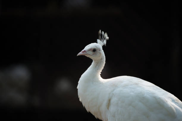 Peackok Pictures | Download Free Images on Unsplash